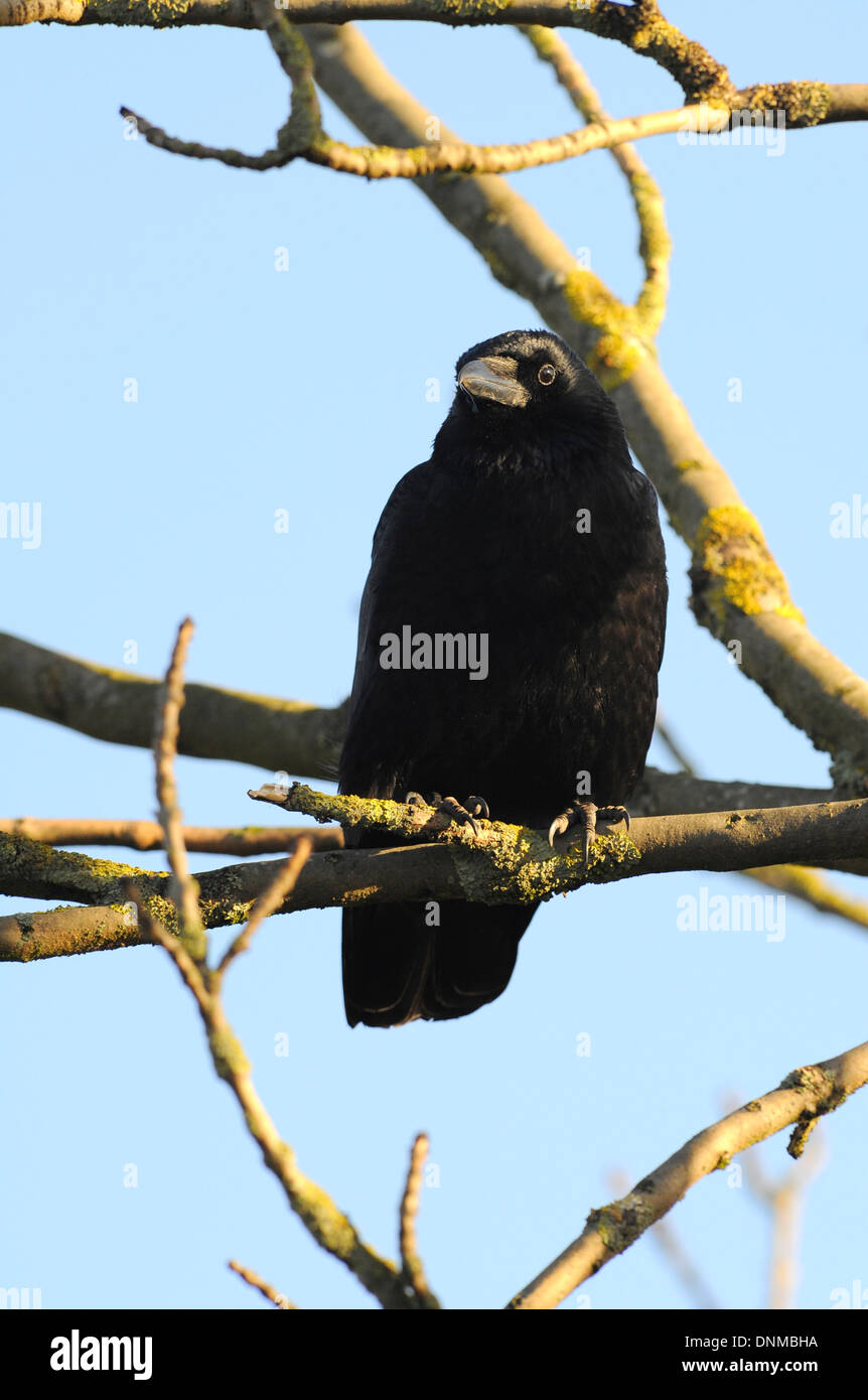 Black crow sitting on branch hi-res stock photography and images - Alamy