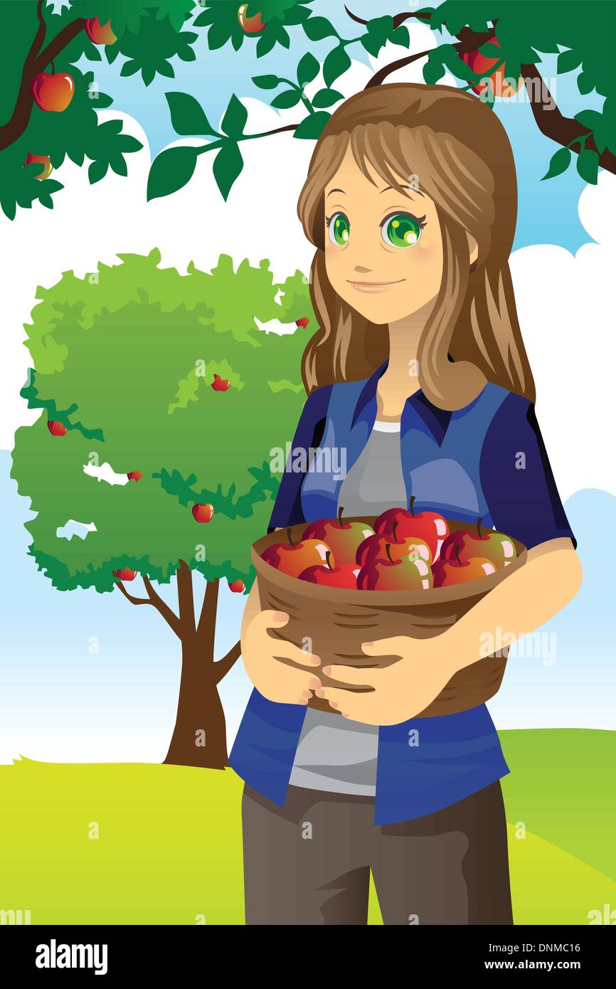 A vector illustration of a farmer picking apples from the tree Stock ...