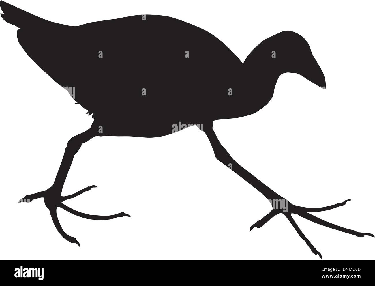 Pukeko swamp hen Stock Vector Images - Alamy