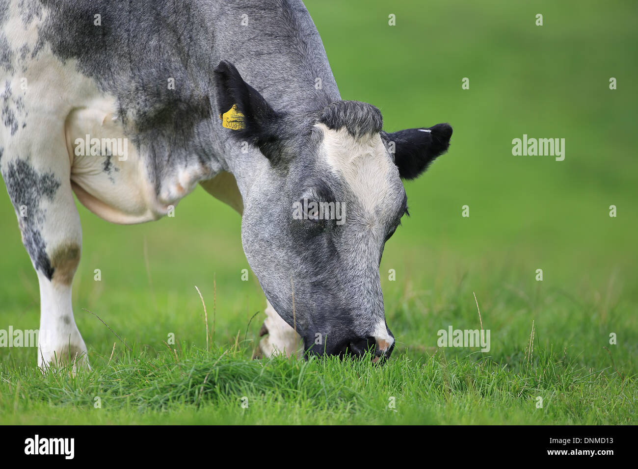 Grazed by cows hi-res stock photography and images - Alamy