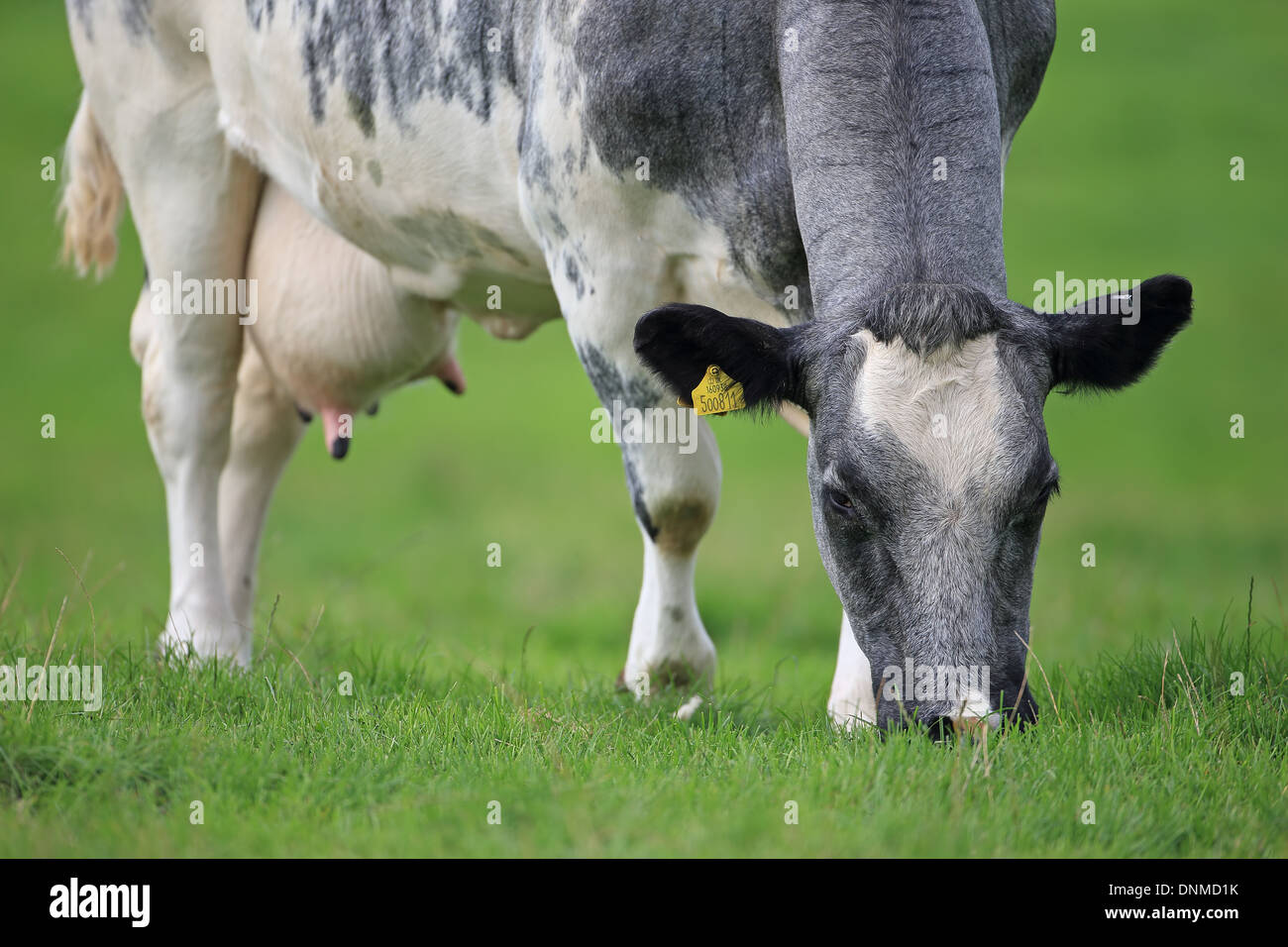 Grazed by cows hi-res stock photography and images - Alamy