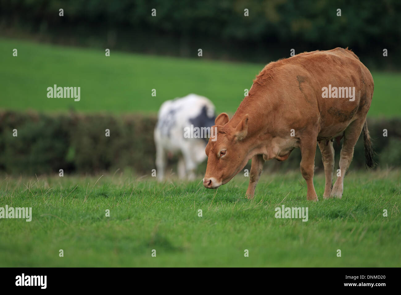 Grazed by cows hi-res stock photography and images - Alamy