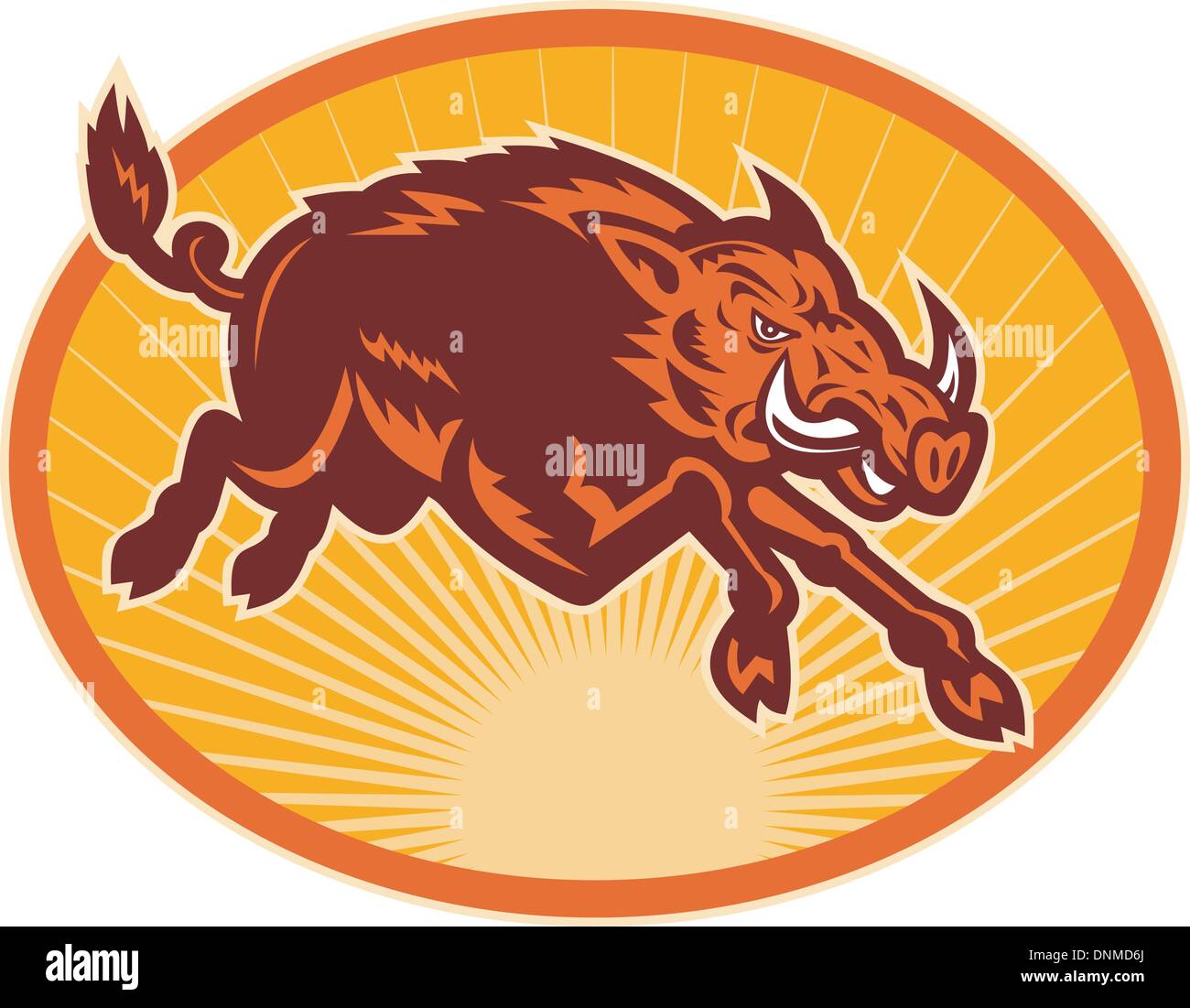 illustration of a Charging attacking razorback wild boar or pig set ...