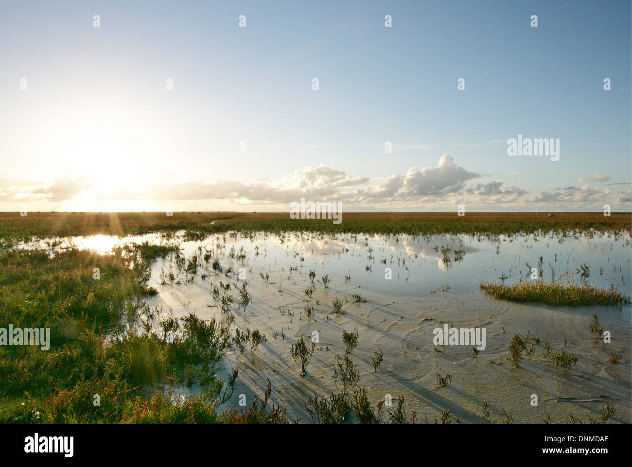 Wilhelm luebke hi-res stock photography and images - Alamy