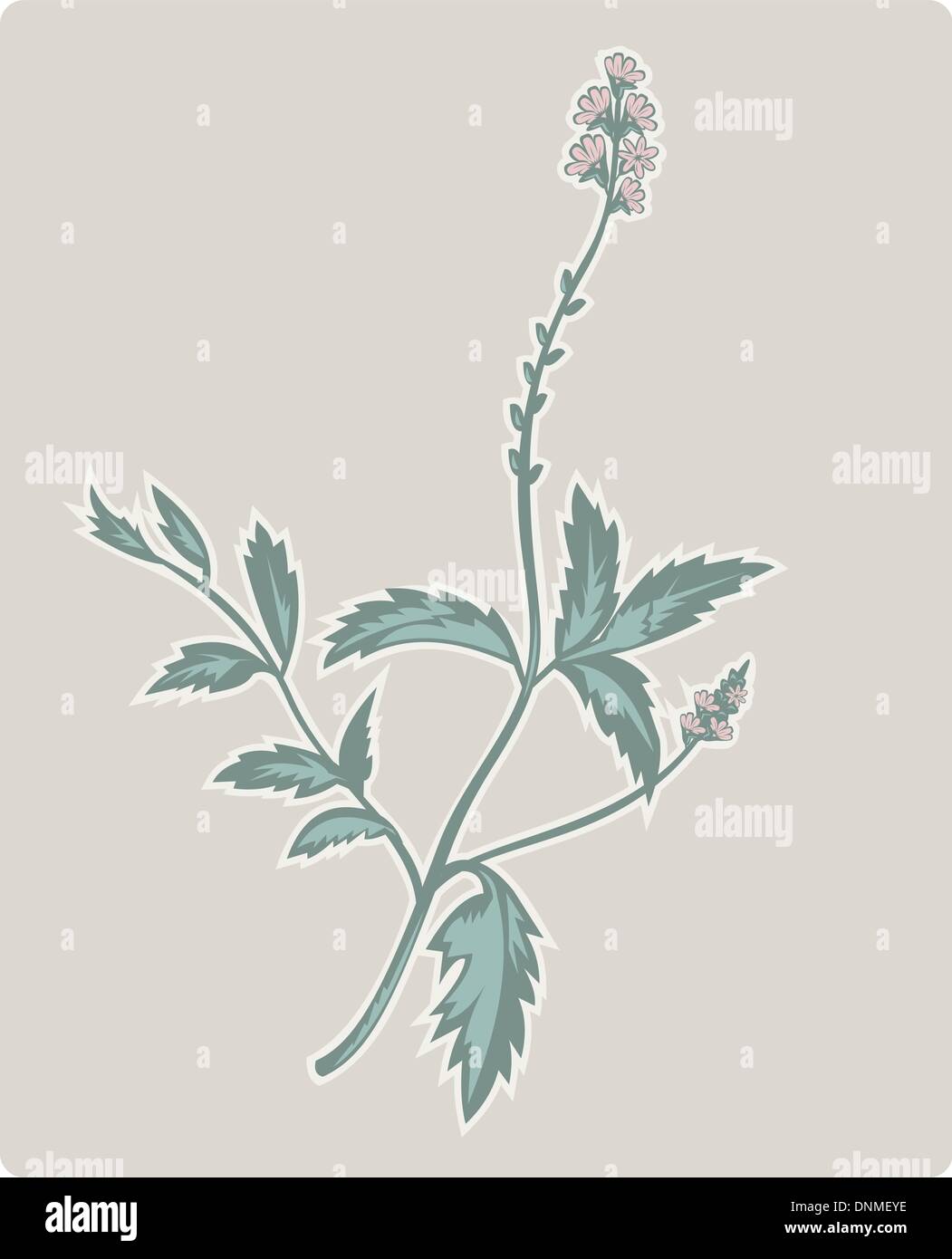illustration of the vervain or verbena flowering plant Stock Vector ...