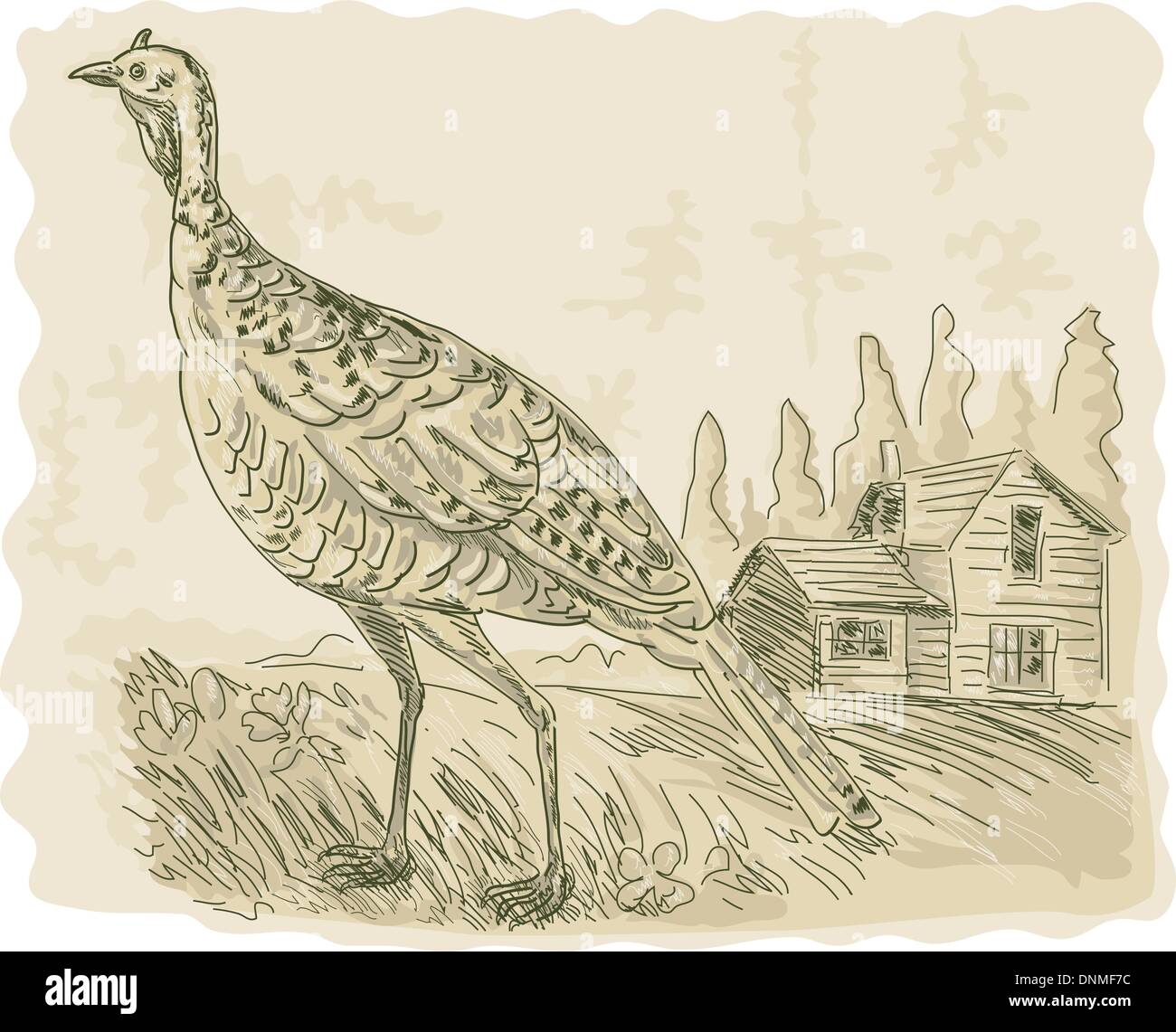 Wild Turkey Pencil Drawings
