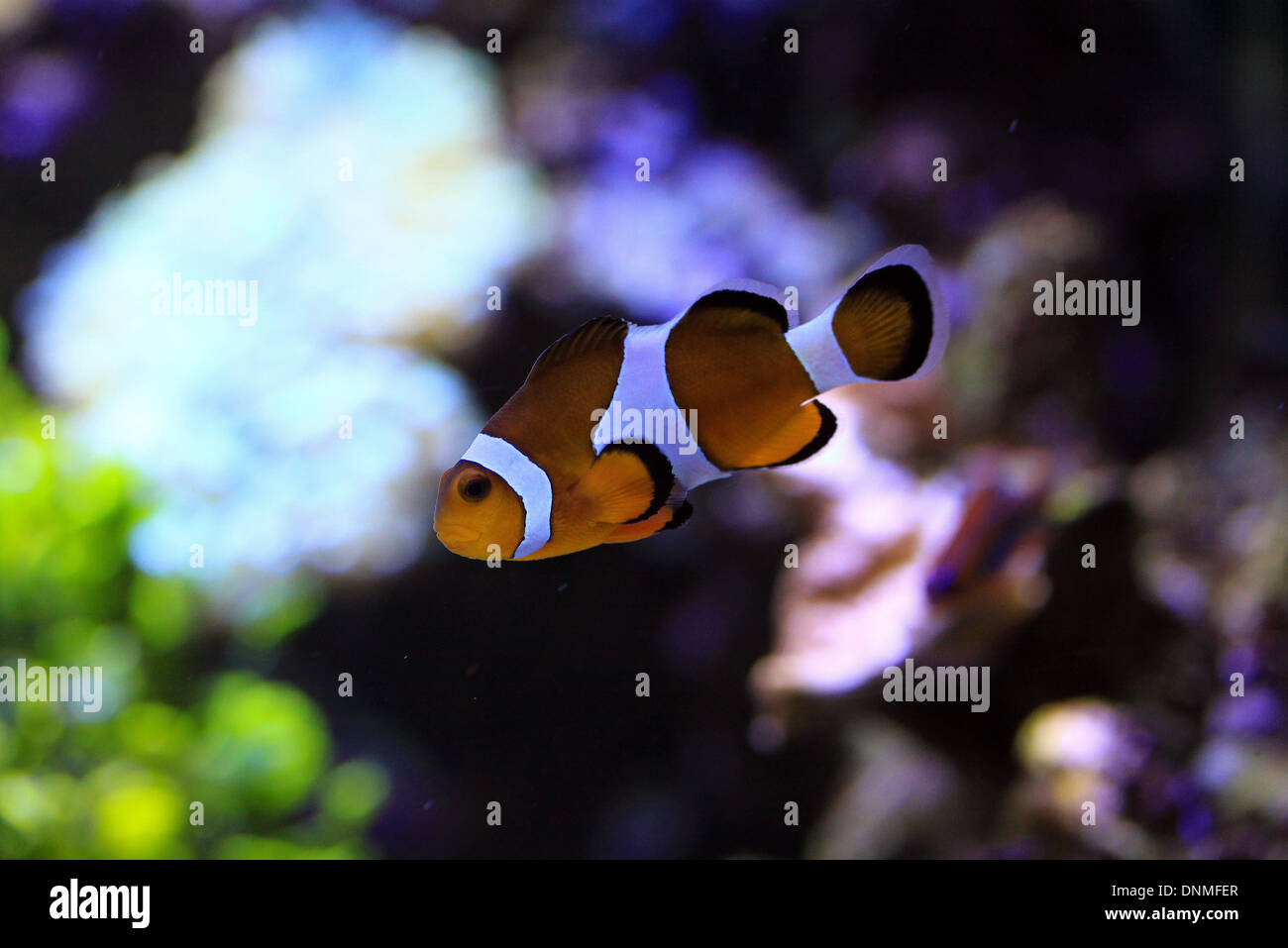 Clown fish corals hi-res stock photography and images - Alamy