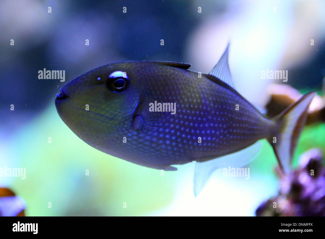 Marine Fish and Corals Stock Photo - Alamy