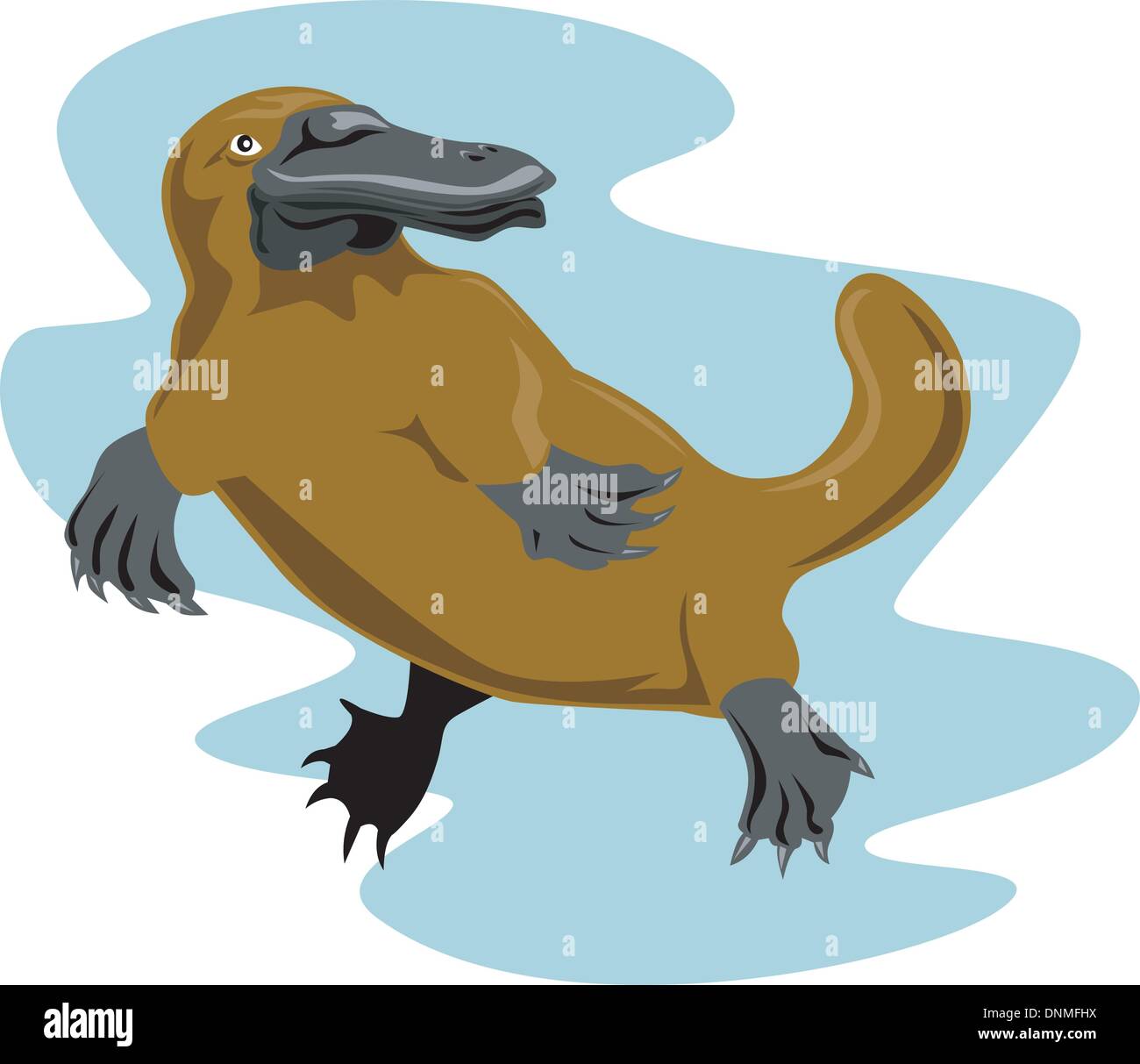 Platypus swimming hi-res stock photography and images - Alamy
