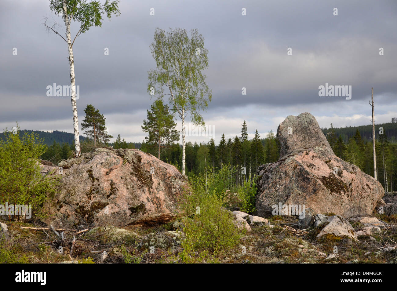 Deforestation in Rättvik, Dalarna. Sweden Stock Photo - Alamy