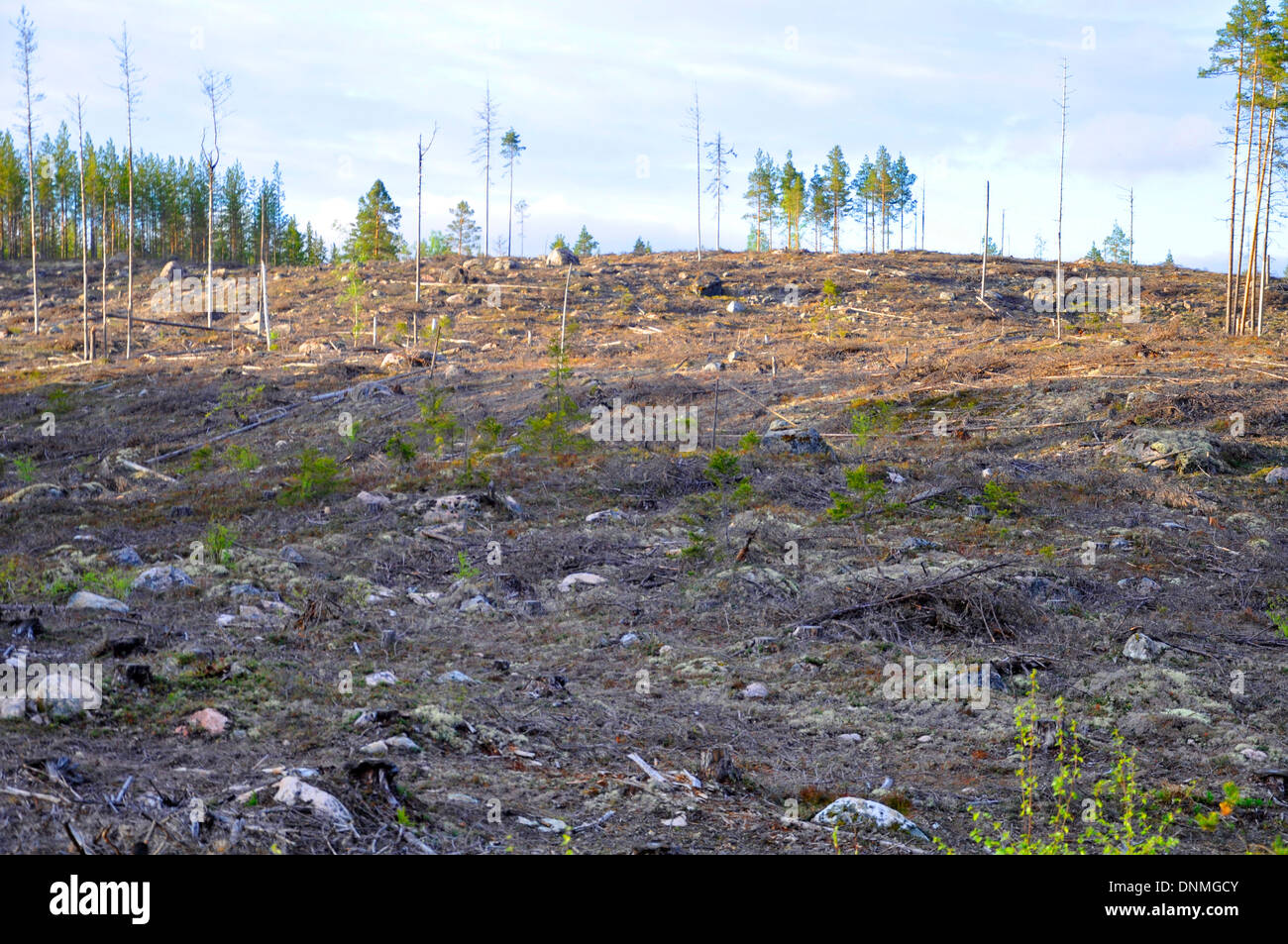 Deforestation in Rättvik, Dalarna. Sweden Stock Photo - Alamy