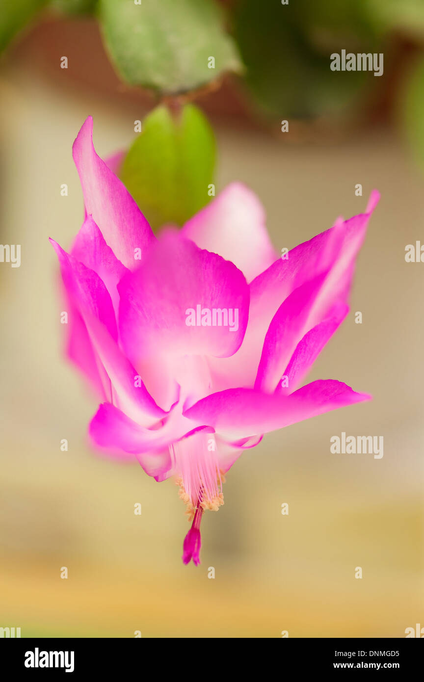 Truncate background hi-res stock photography and images - Alamy