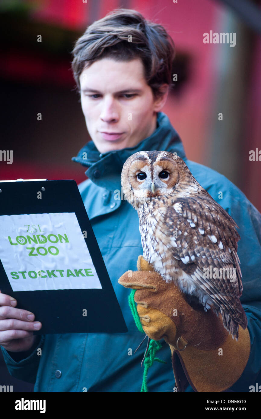 London zoo zsl lizard reptile animal hi-res stock photography and ...
