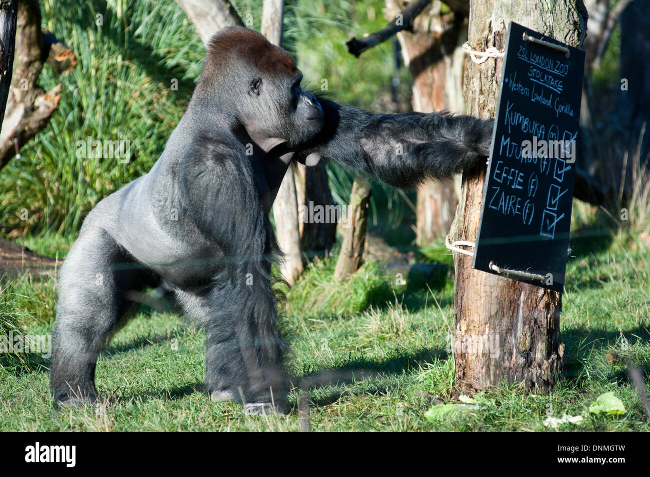 Lizards around the world hi-res stock photography and images - Alamy