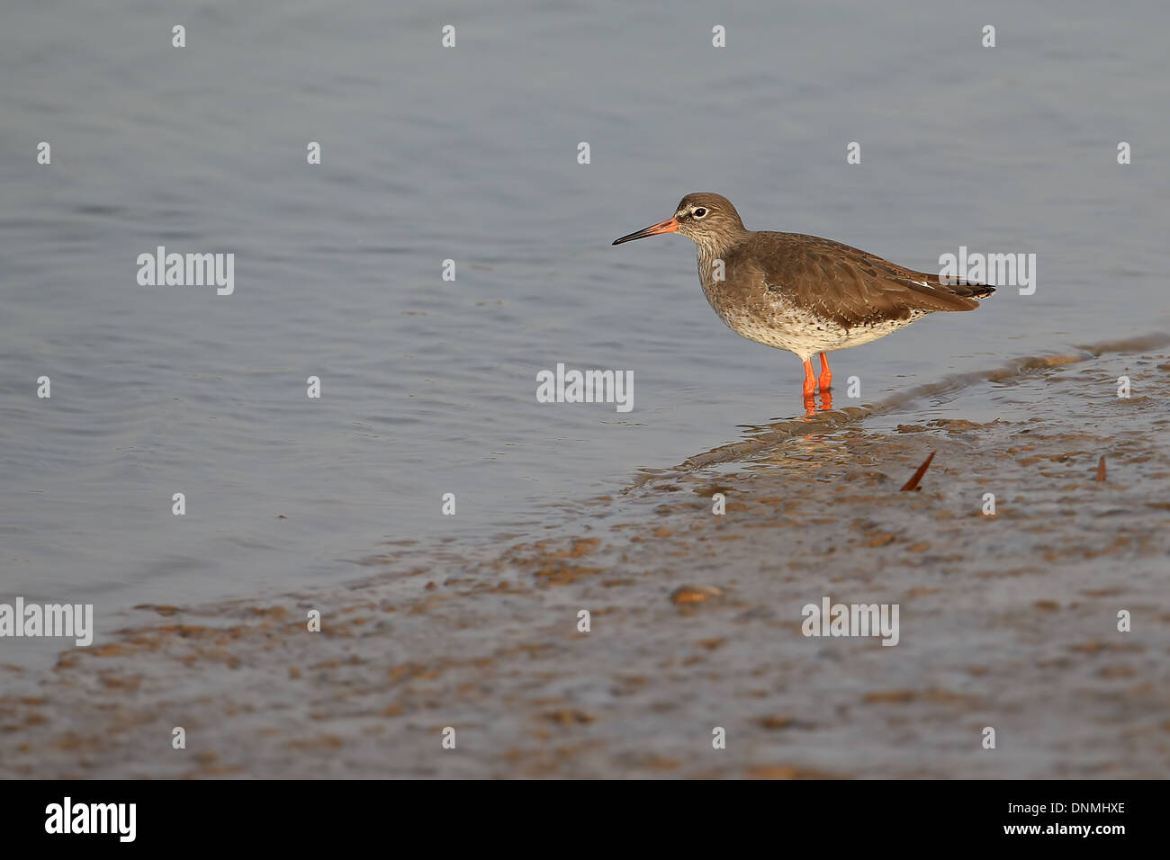 Redshank (Tringa totanus Stock Photo - Alamy