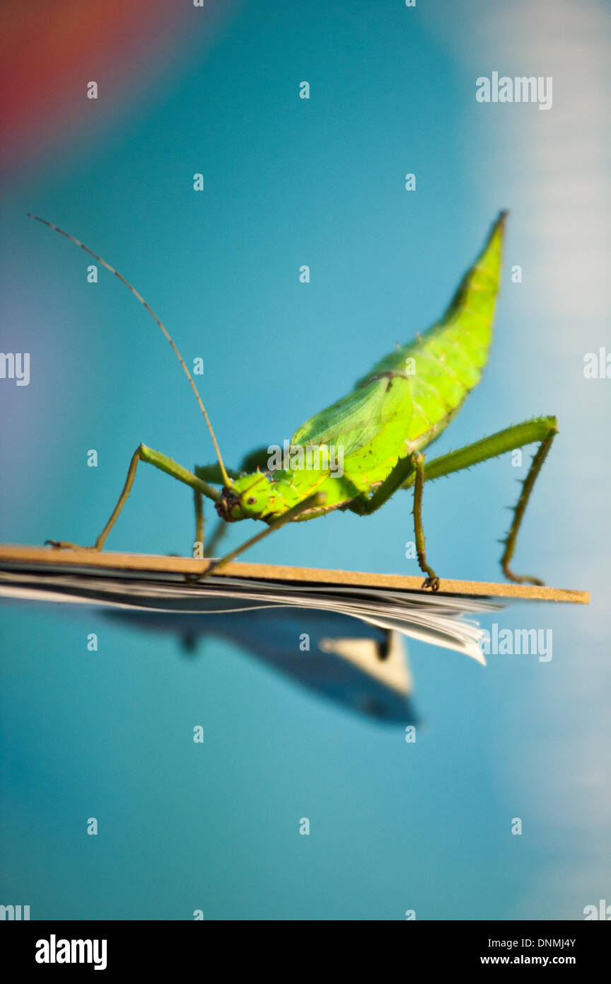 London Zoo Zsl Lizard Reptile Animal High Resolution Stock Photography ...