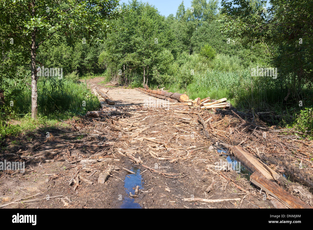 Wooden bridge at the forest in summertime Stock Photo - Alamy