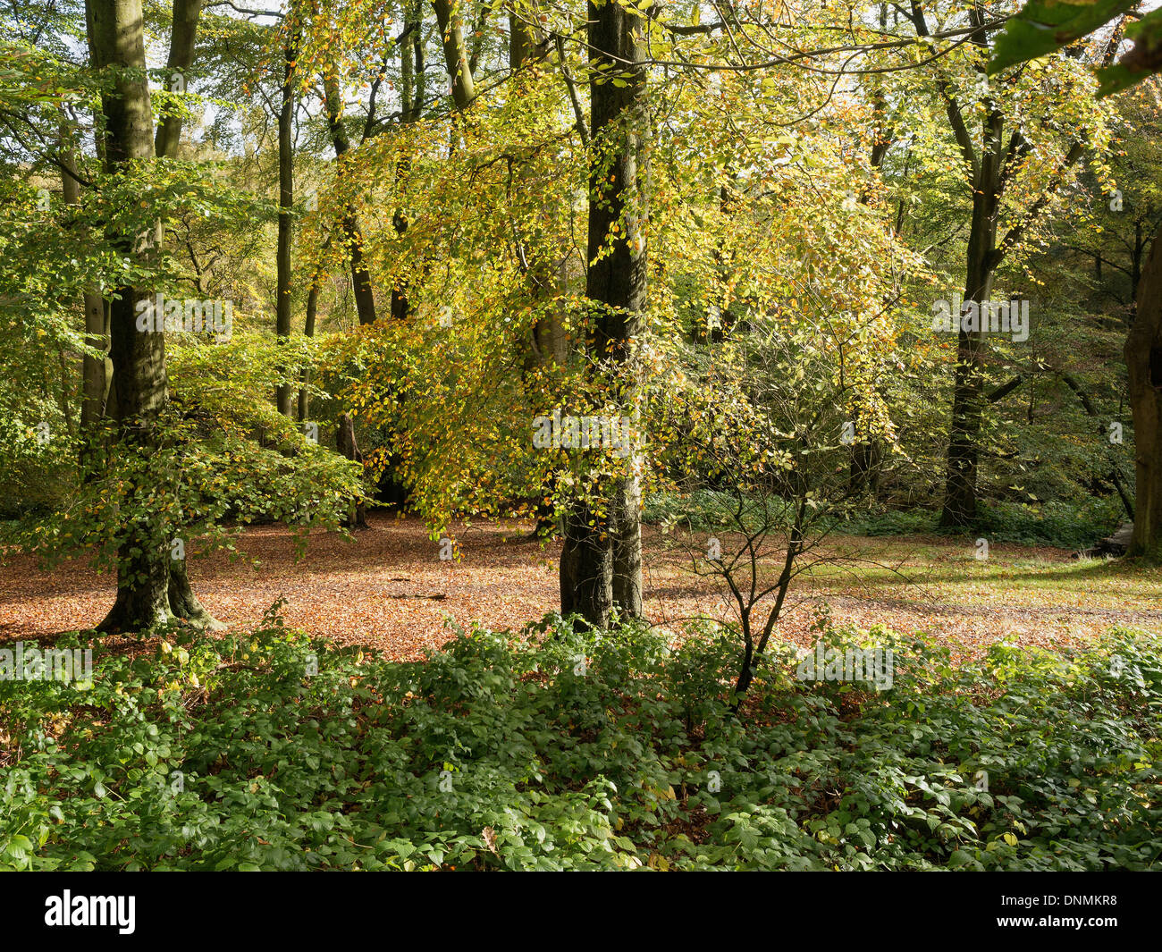 lickey hills country park autumn fall worcestershire birmingham ...