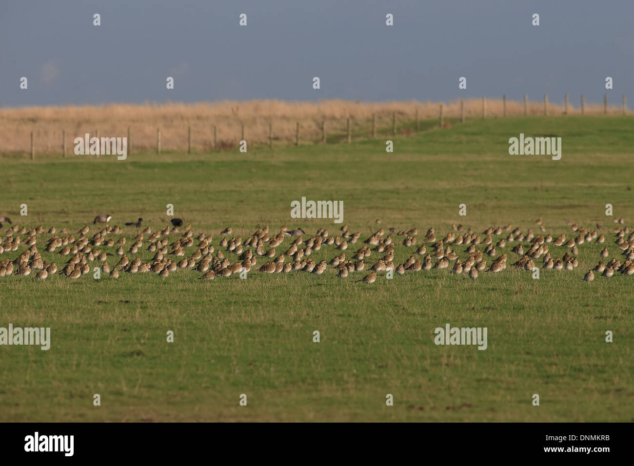 Golden plover golden plovers flock pluvialis apricaria hi-res stock ...