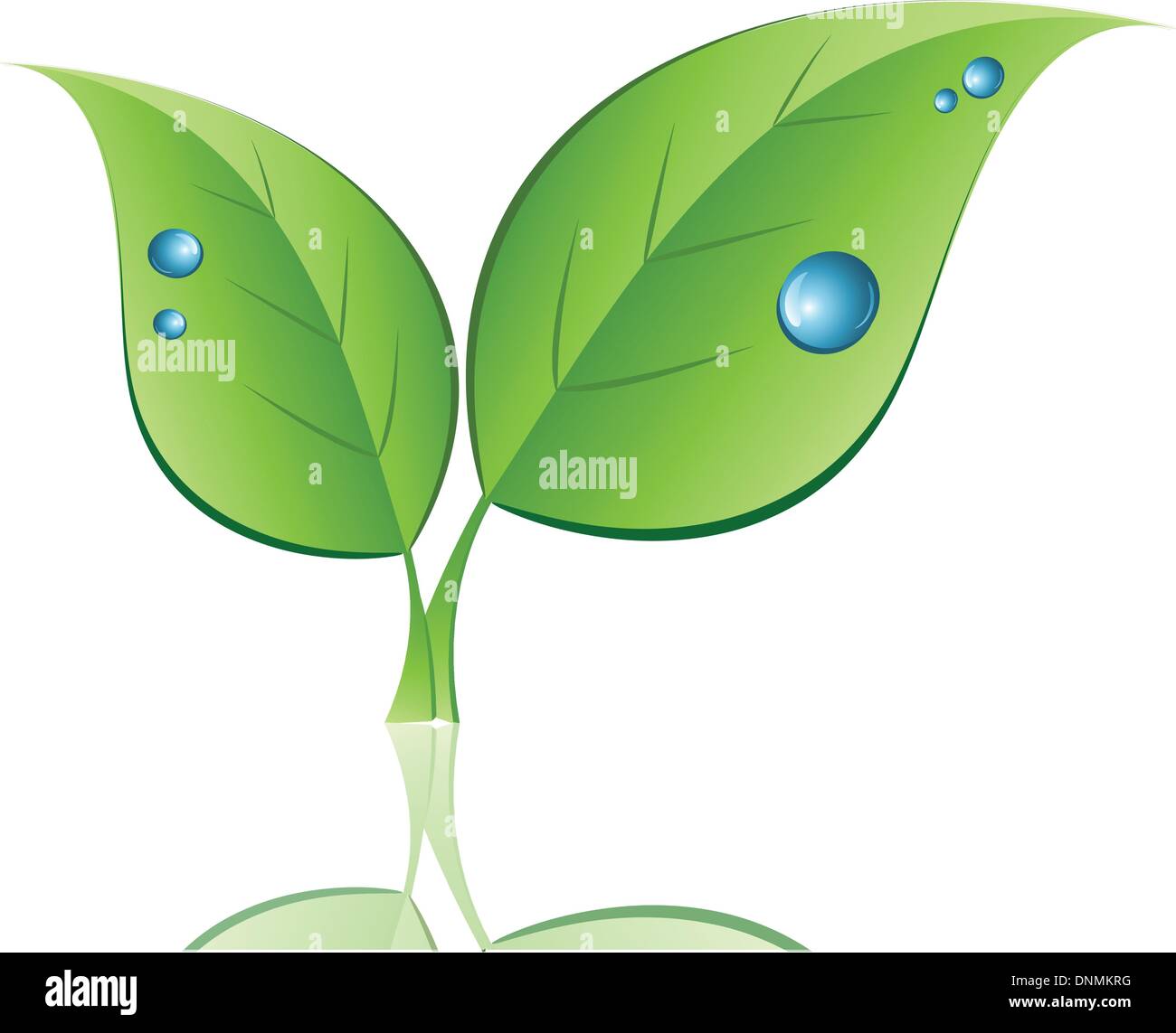 Water drops leaf Stock Vector Images - Alamy