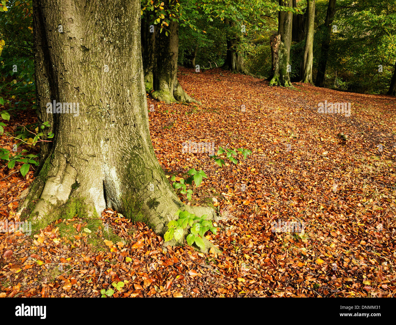 lickey hills country park autumn fall worcestershire birmingham ...