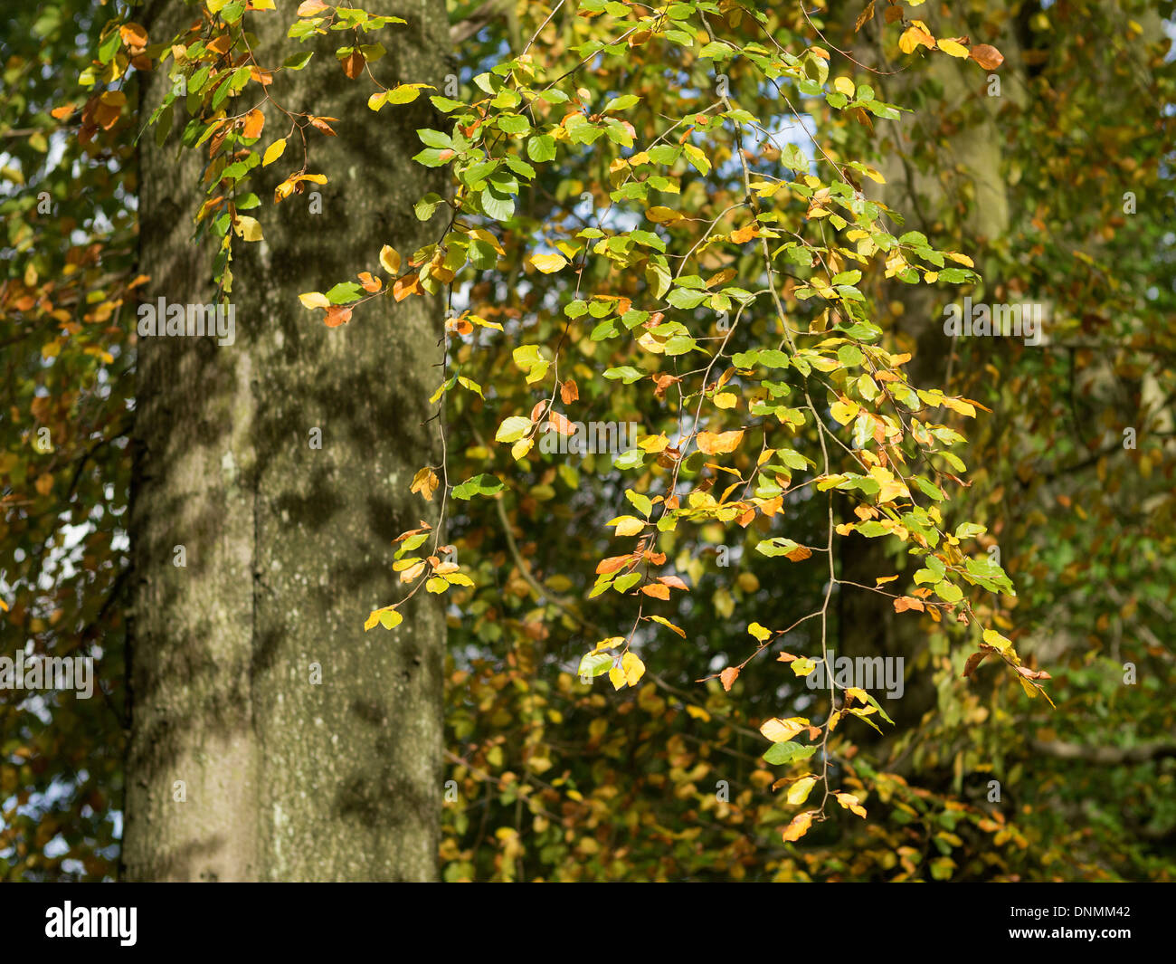 lickey hills country park autumn fall worcestershire birmingham ...