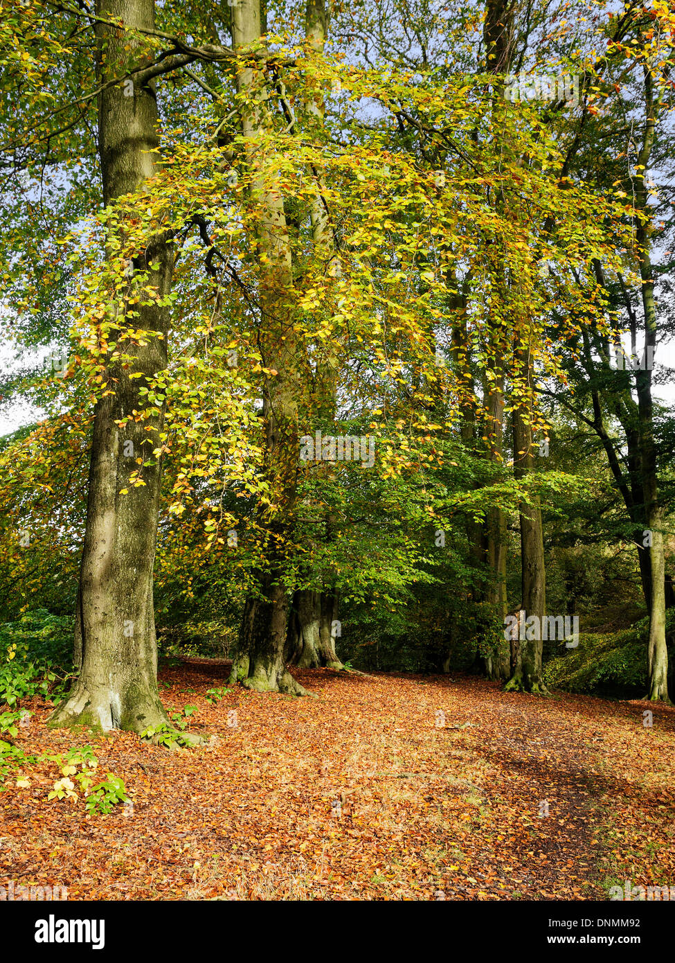 lickey hills country park autumn fall worcestershire birmingham ...