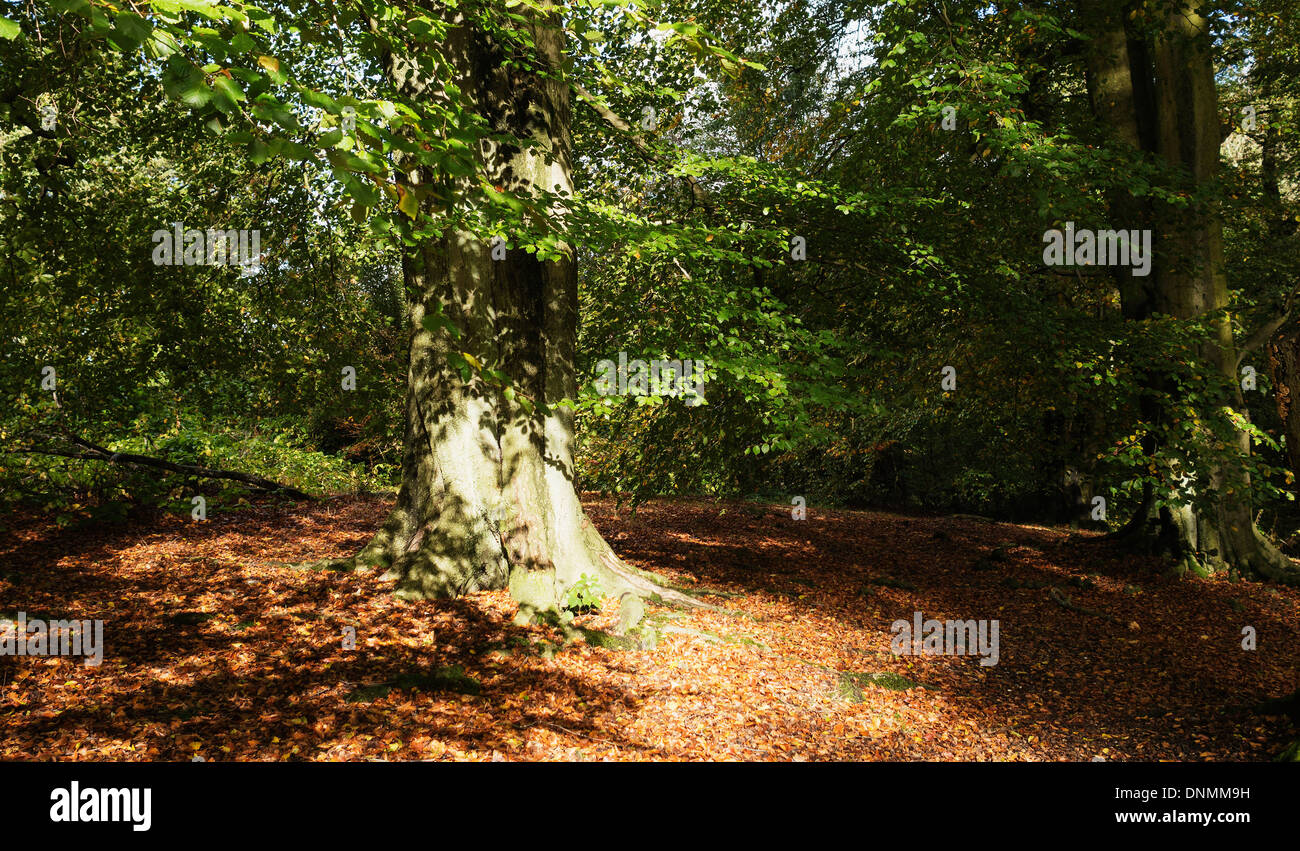 lickey hills country park autumn fall worcestershire birmingham ...