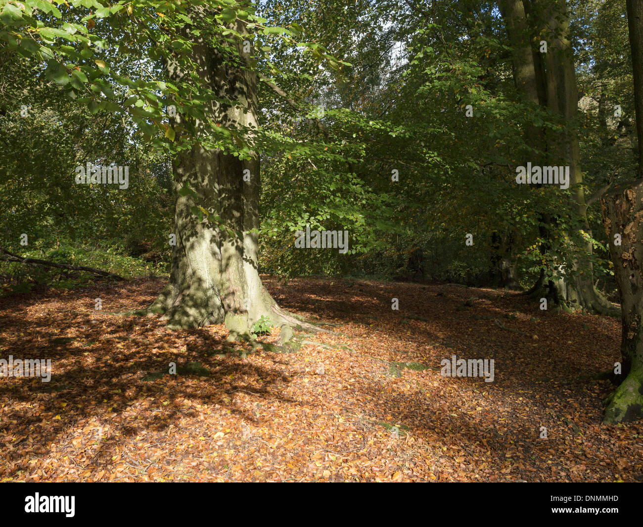 lickey hills country park autumn fall worcestershire birmingham ...
