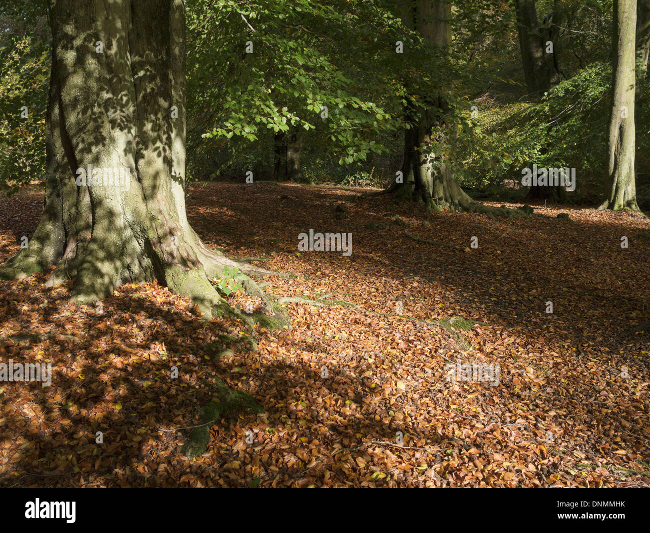 lickey hills country park autumn fall worcestershire birmingham ...