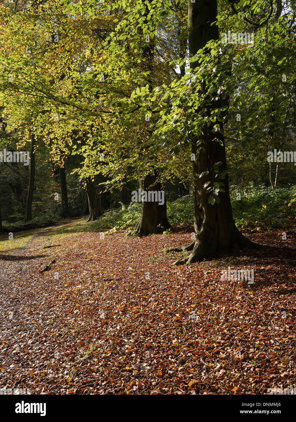 lickey hills country park autumn fall worcestershire birmingham ...