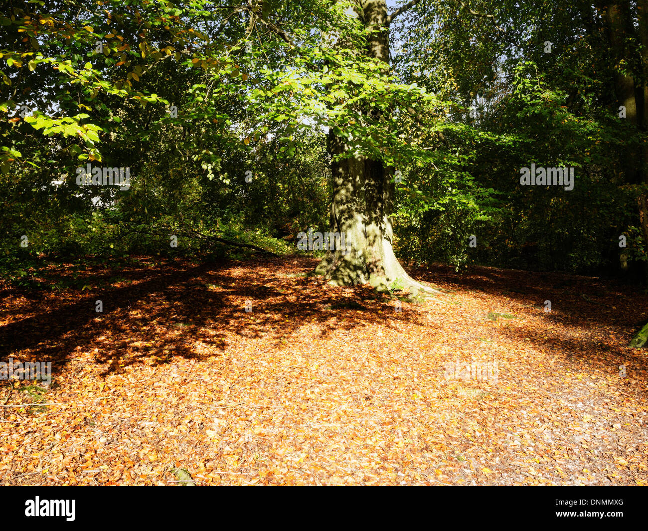 lickey hills country park autumn fall worcestershire birmingham ...