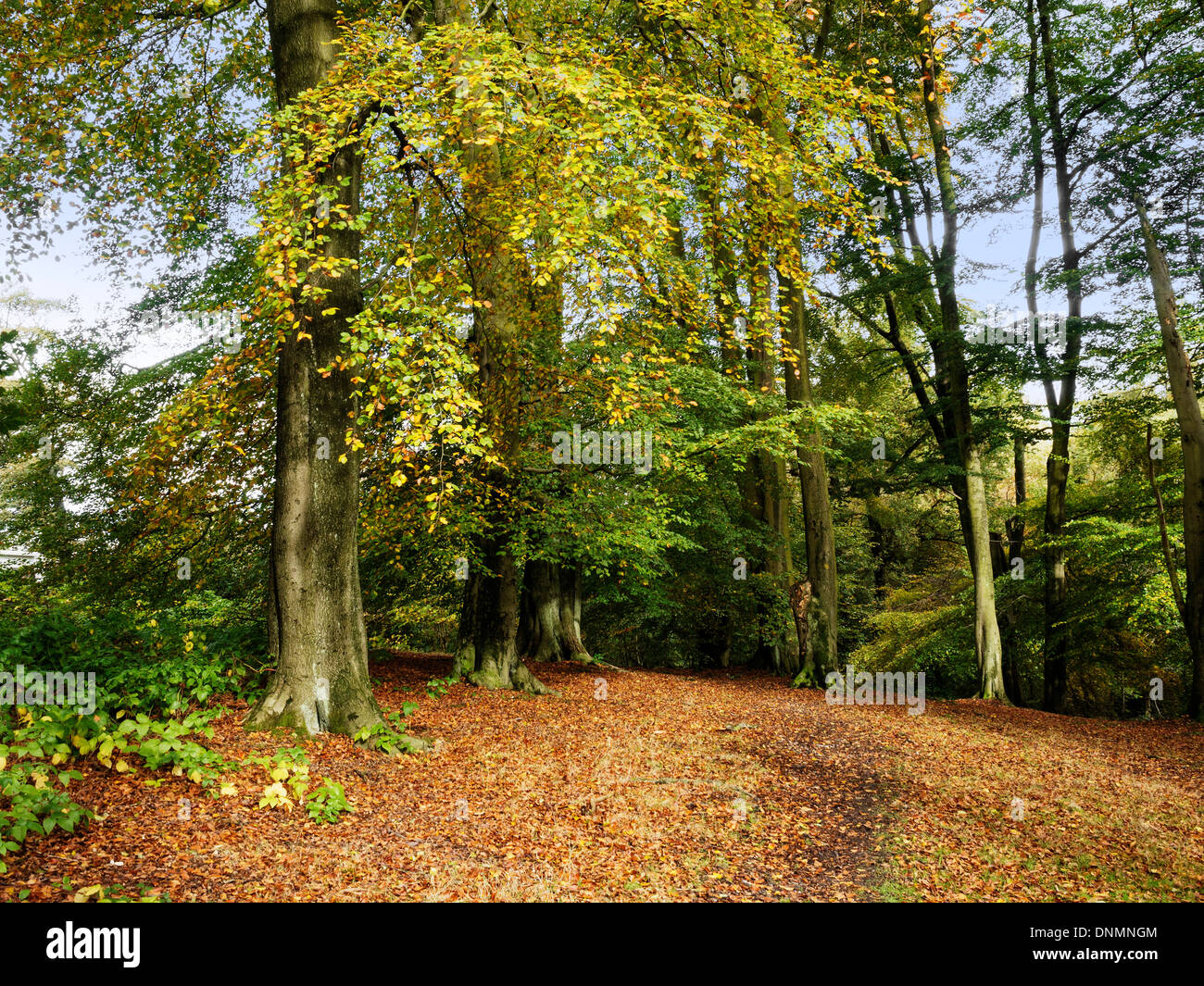 lickey hills country park autumn fall worcestershire birmingham ...