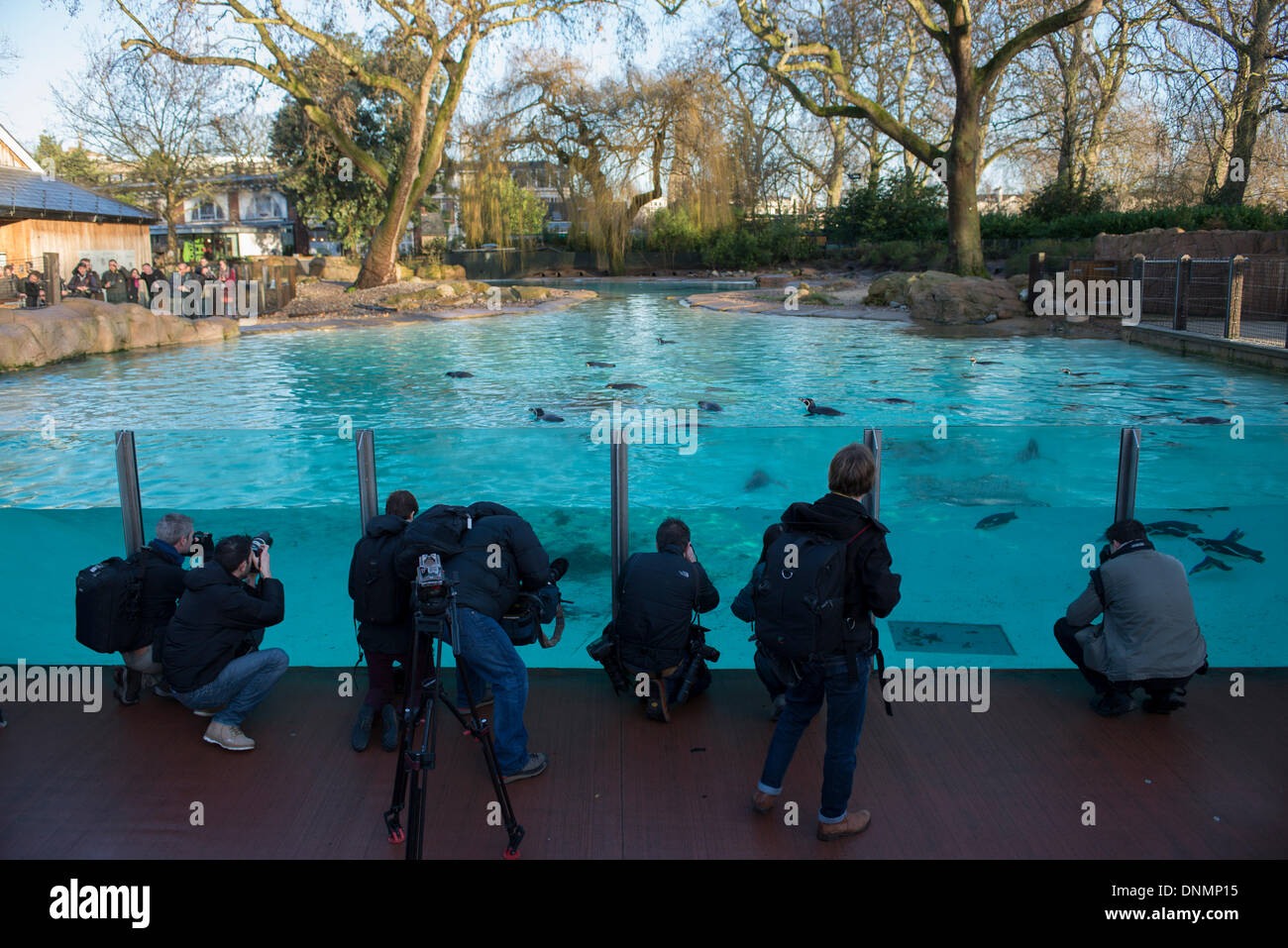 Regents park zoo penguin hi-res stock photography and images - Alamy