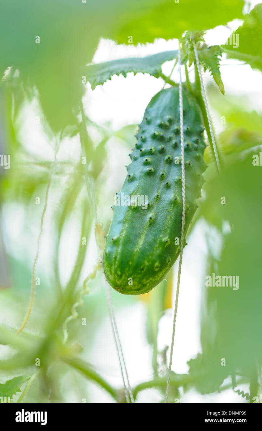 Cucumber on runner. Fresh cucumber is ready to picking Stock Photo - Alamy