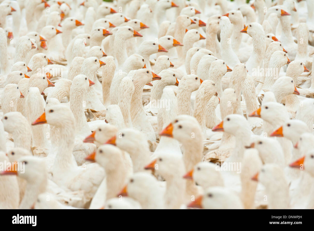 Herd of famous geese from Koluda, Poland Stock Photo - Alamy