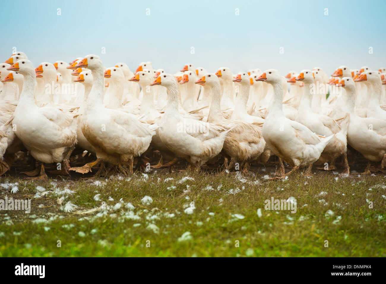 Herd of famous geese from Koluda, Poland Stock Photo - Alamy