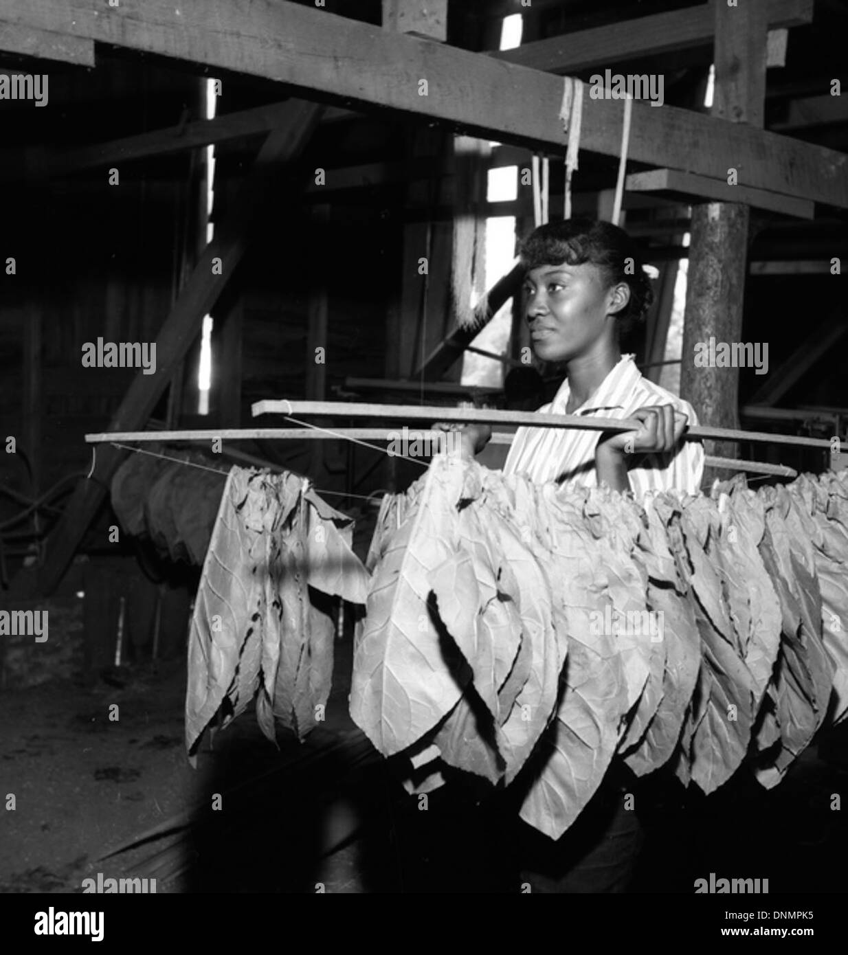 Carrying sticks shade tobacco packers hi-res stock photography and ...