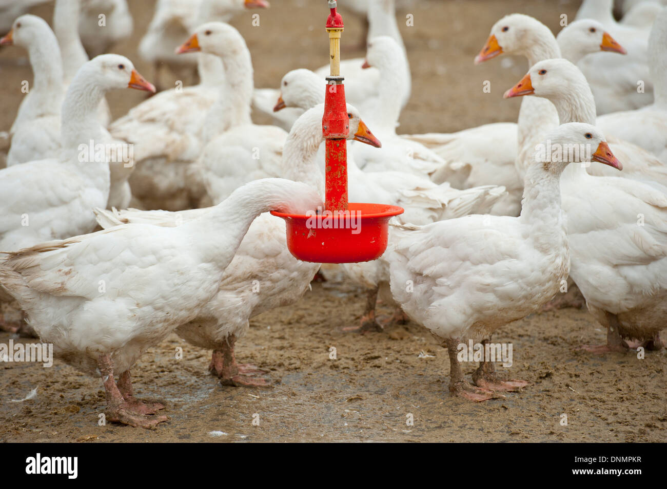Herd of famous geese from Koluda, Poland Stock Photo - Alamy