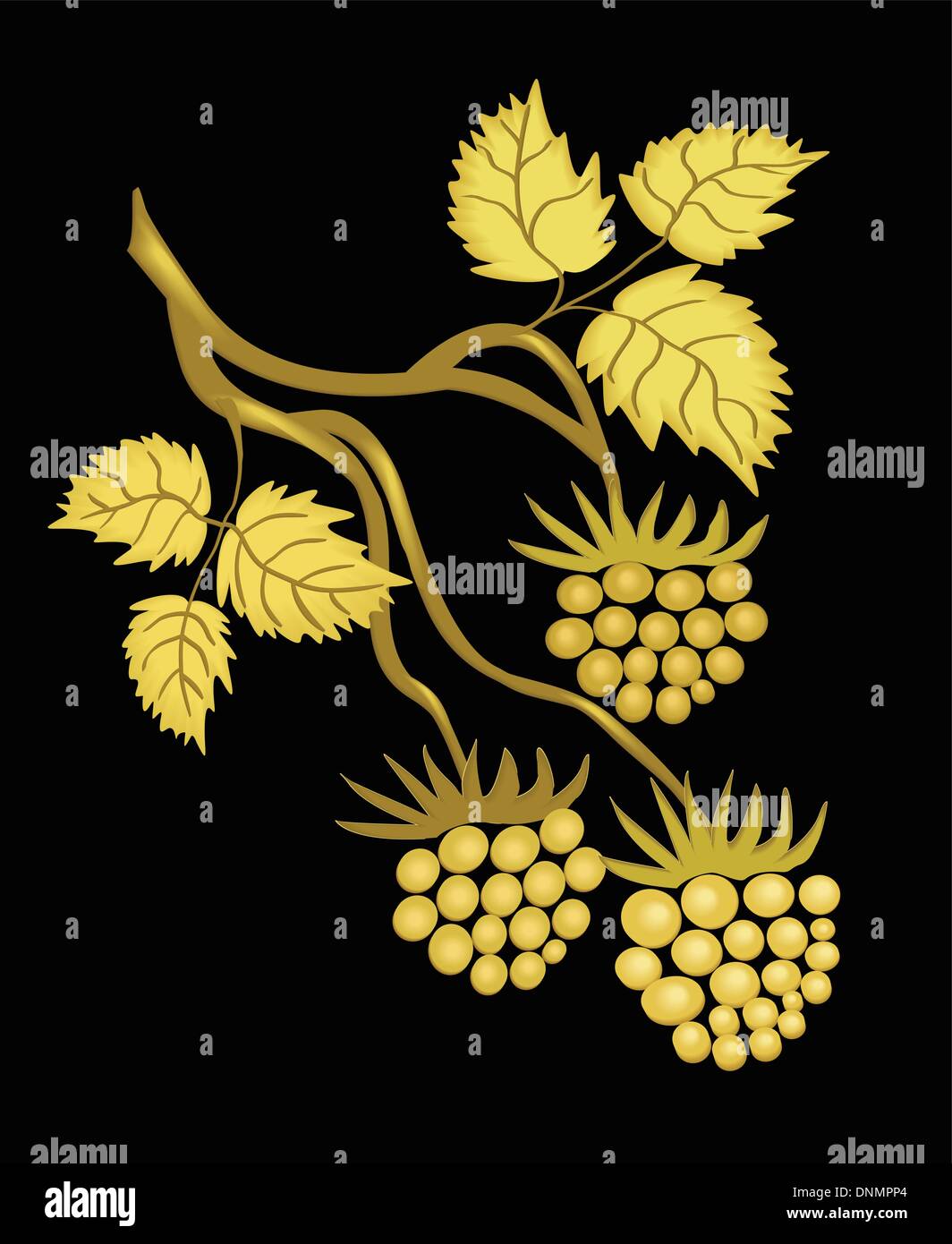 Illustrations raspberry Stock Vector Images - Alamy