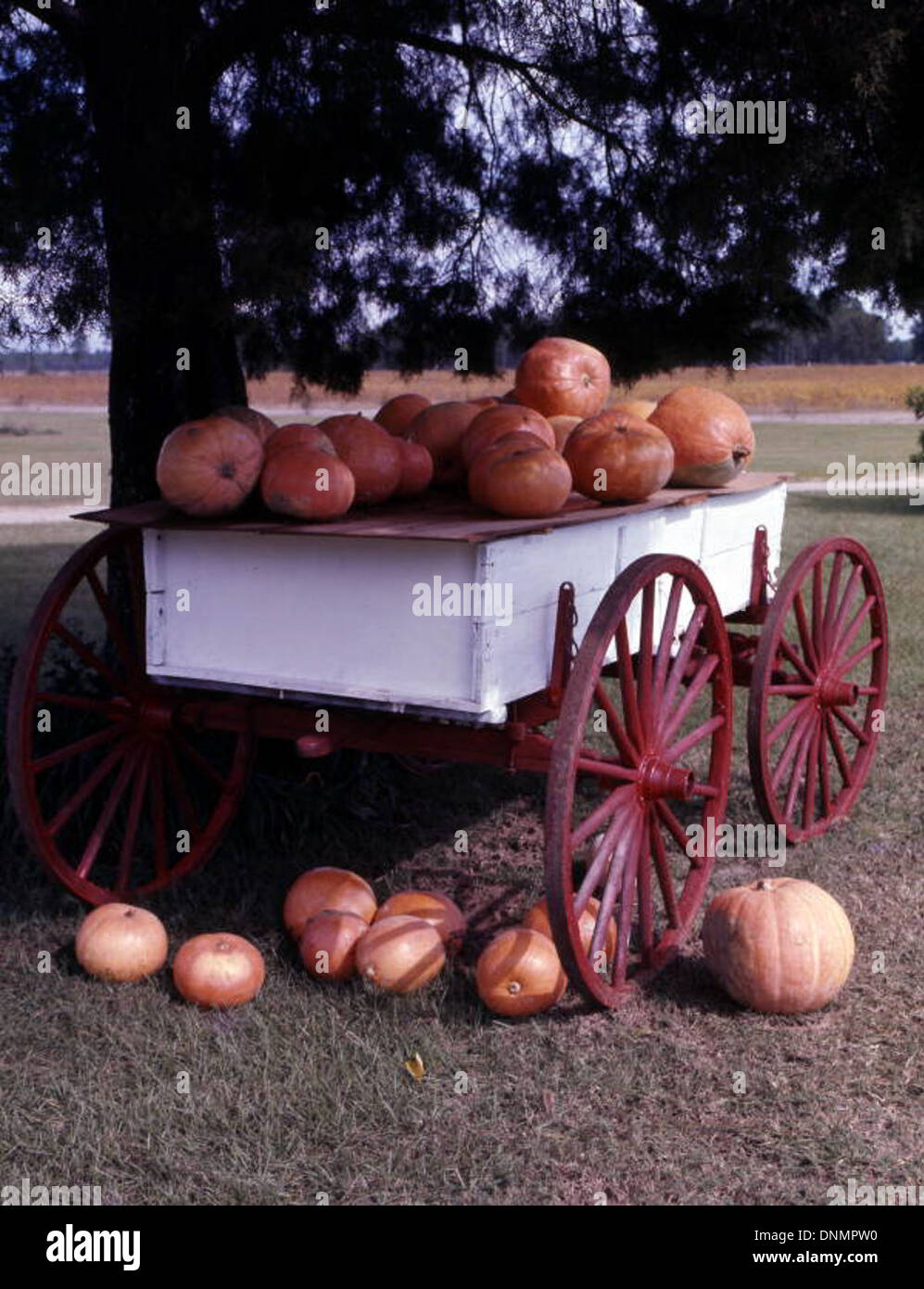 Roadside pumpkin stand in Georgia Stock Photo - Alamy