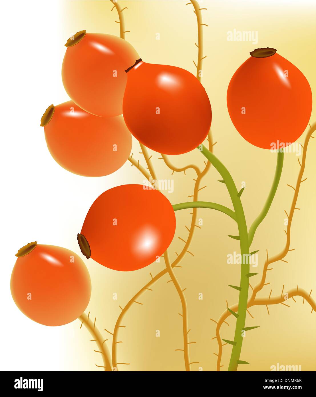 Wild rose hip Stock Vector Images - Alamy