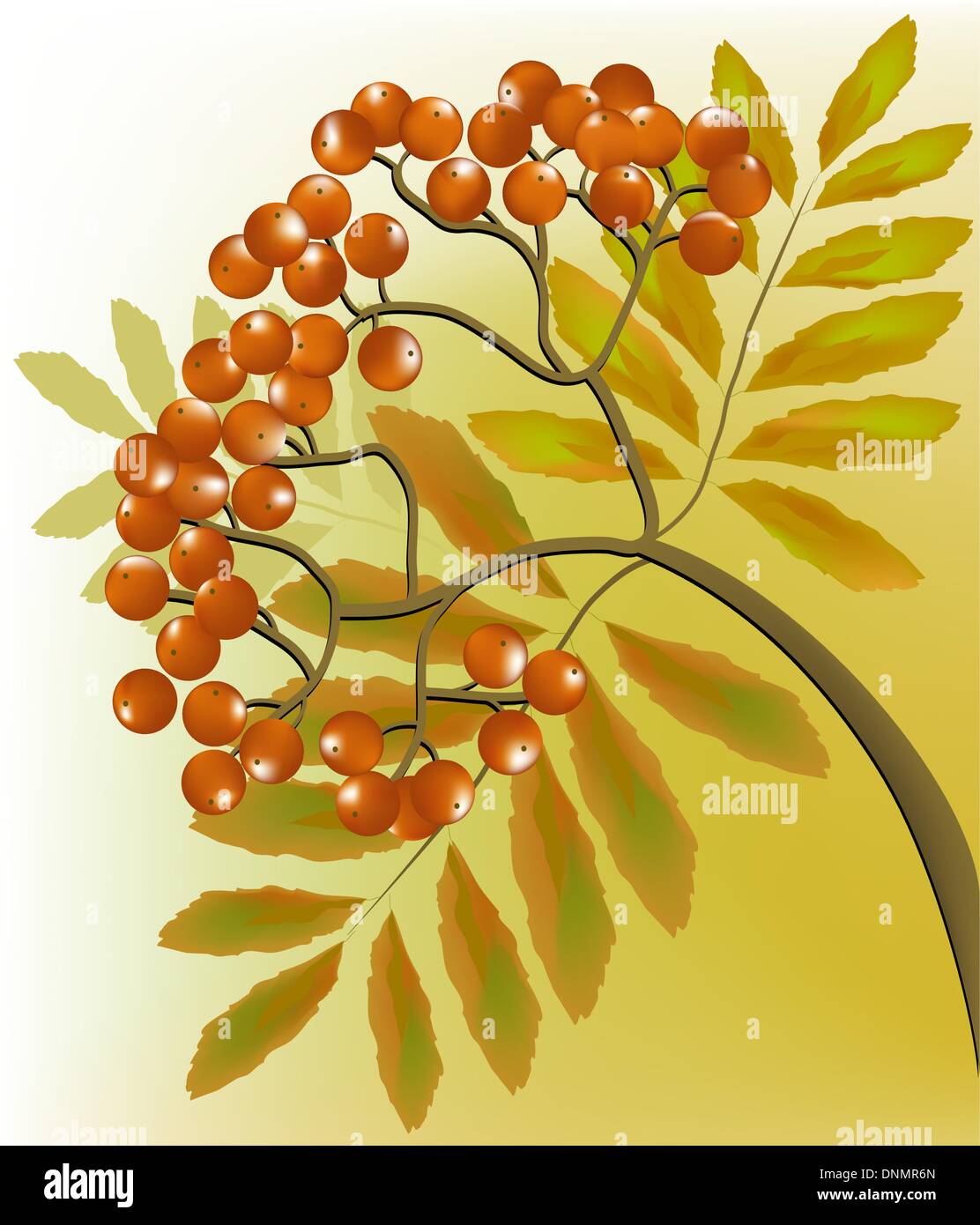 Rowan tree fruit Stock Vector Images - Alamy