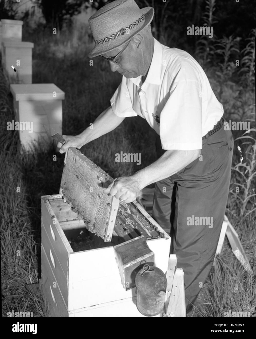 Backyard beekeeper Black and White Stock Photos & Images - Alamy
