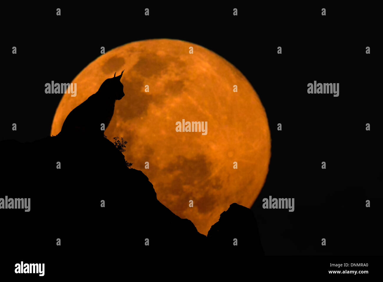 A composite image of a silhouette of an Eurasian Lynx (Lynx lynx ...
