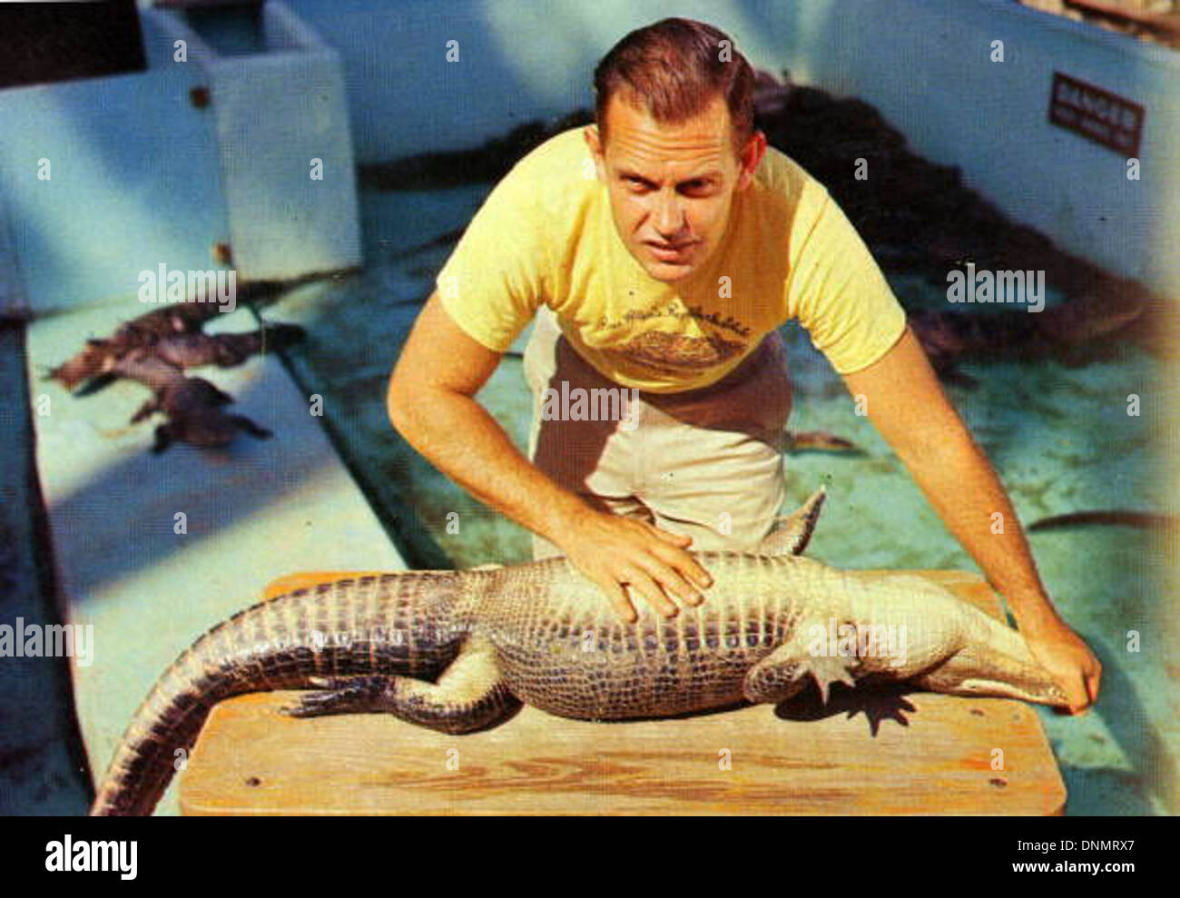 Alligator handling hi-res stock photography and images - Alamy