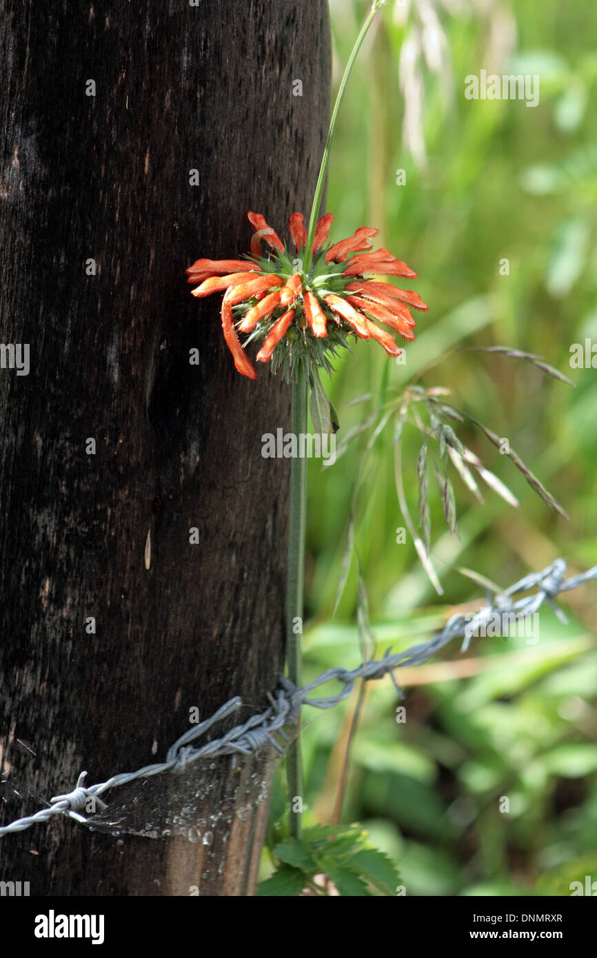 Barbed thistle hi-res stock photography and images - Alamy