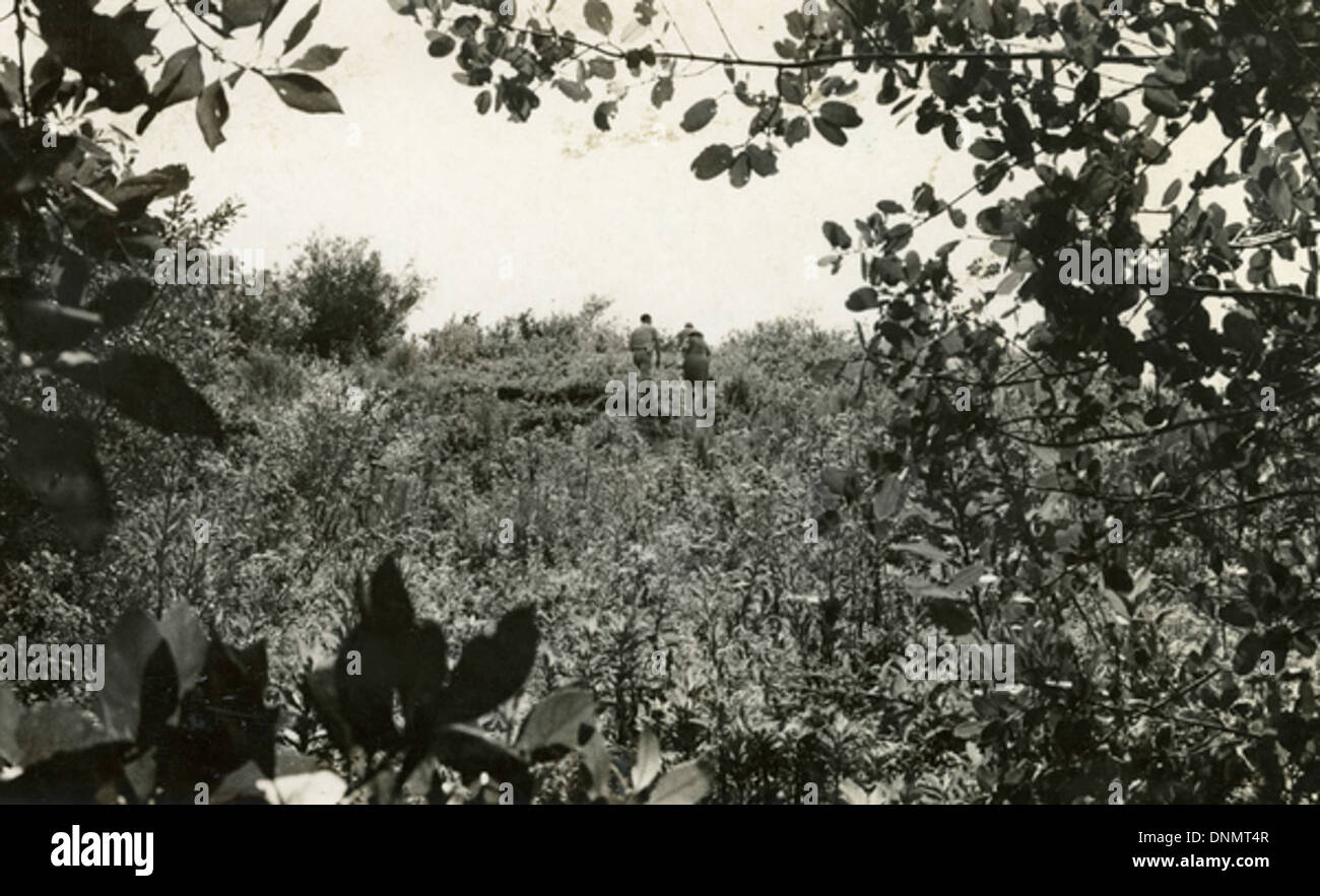 Koreshans walking on Calusa-built mounds on Mound Key Stock Photo - Alamy