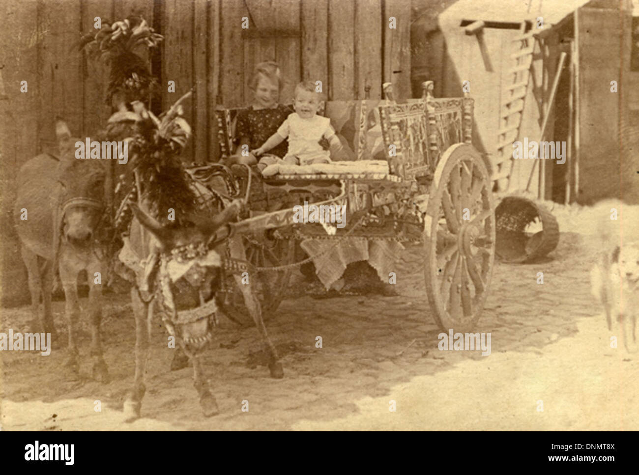 Mule drawn carts hi-res stock photography and images - Alamy