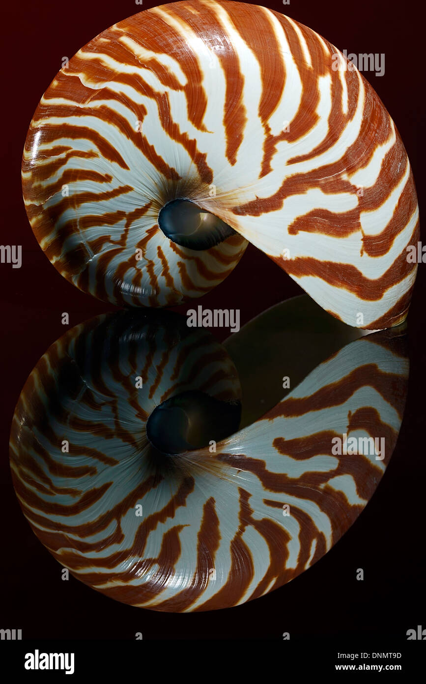 Nautilus shell isolated on red and black background Stock Photo - Alamy